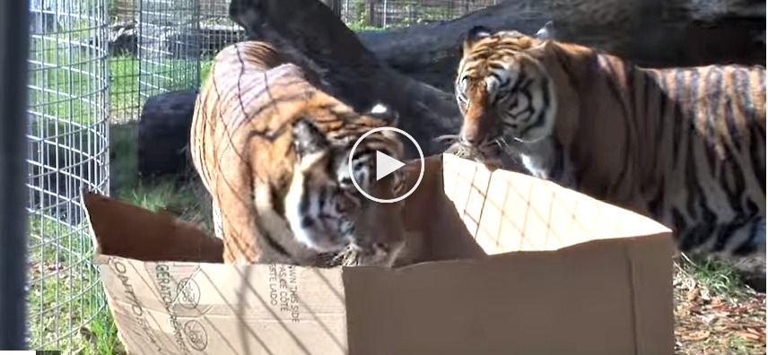Big Cats like Boxes too. - TGIF - This Grandma is Fun
